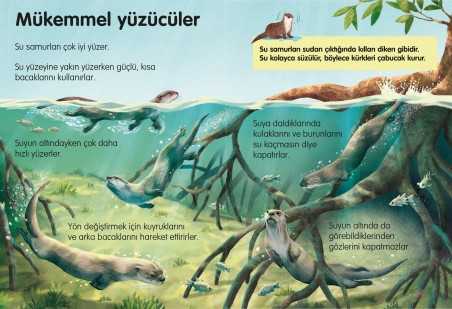 İlk Okuma - Su Samurları