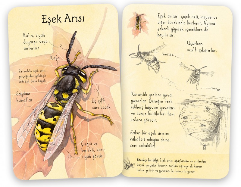 Doğa Kartları - Minik Hayvanlar